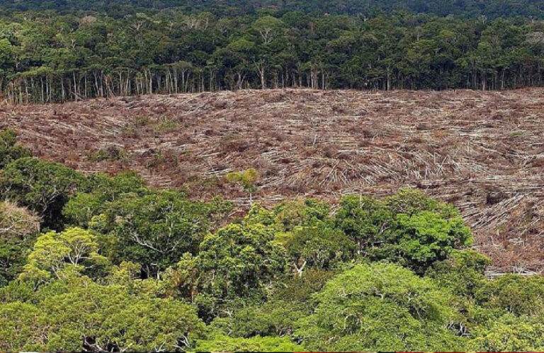 Los Países Que Han Perdido Su Bosque Virgen Zona Captiva